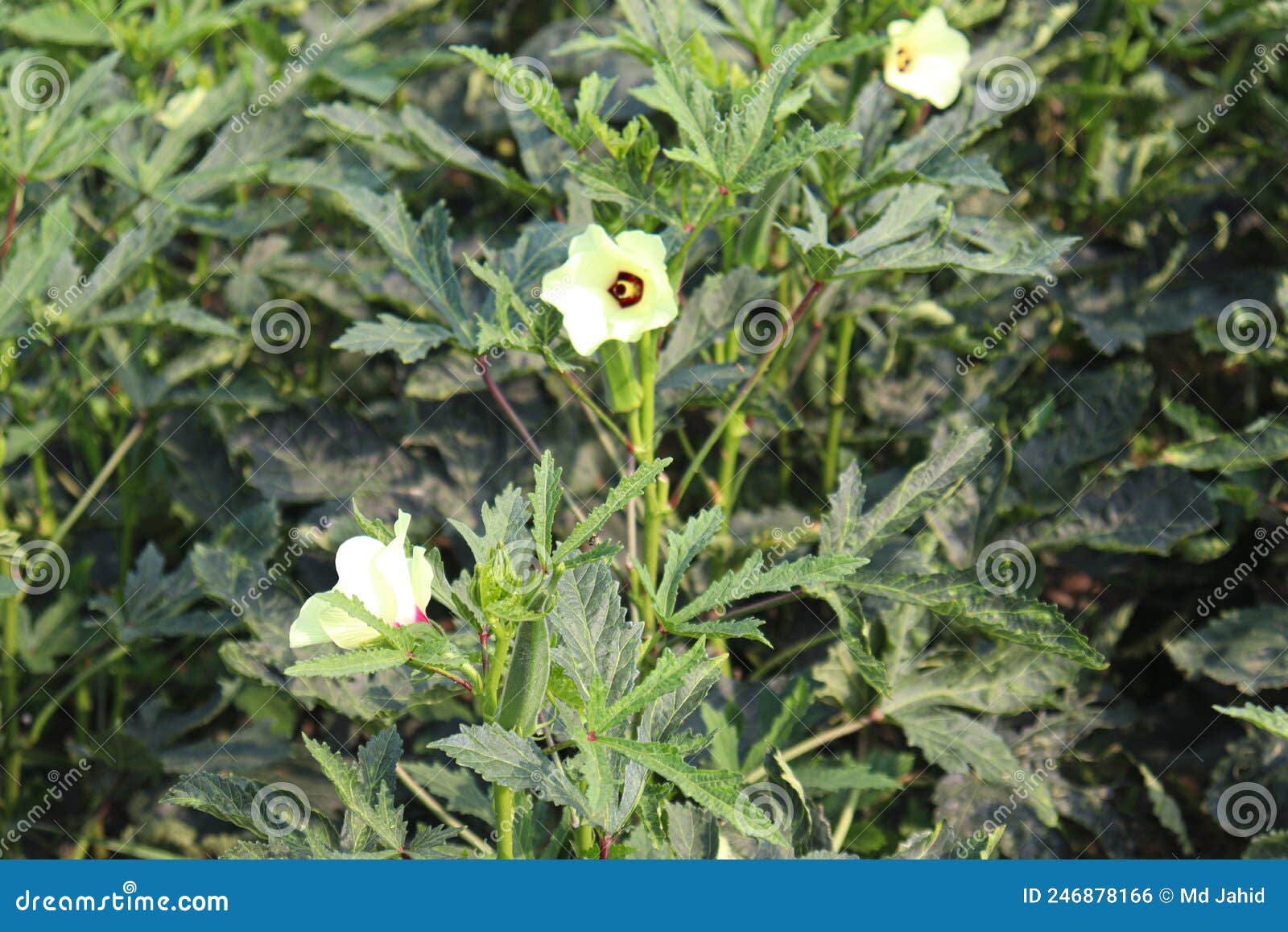 Lady Finger on Tree in Firm Stock Photo - Image of nature, closeup ...