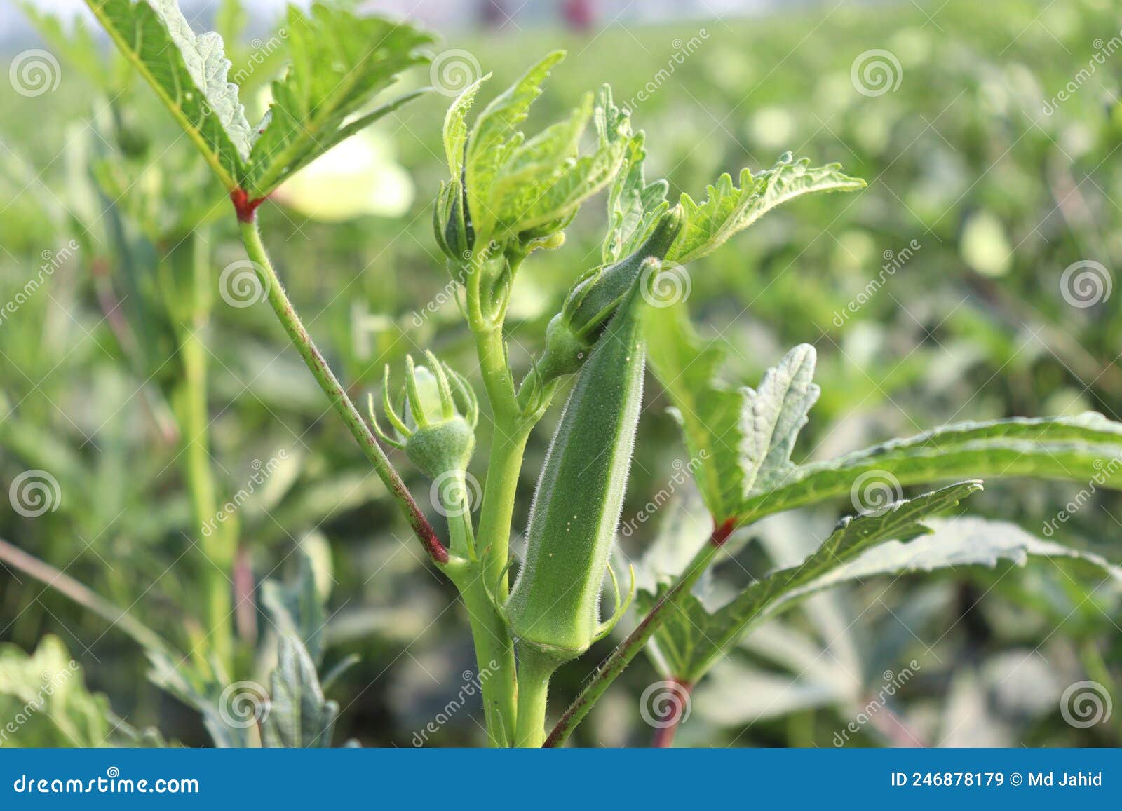 Lady Finger on Tree in Firm Stock Image - Image of beautiful, branch ...
