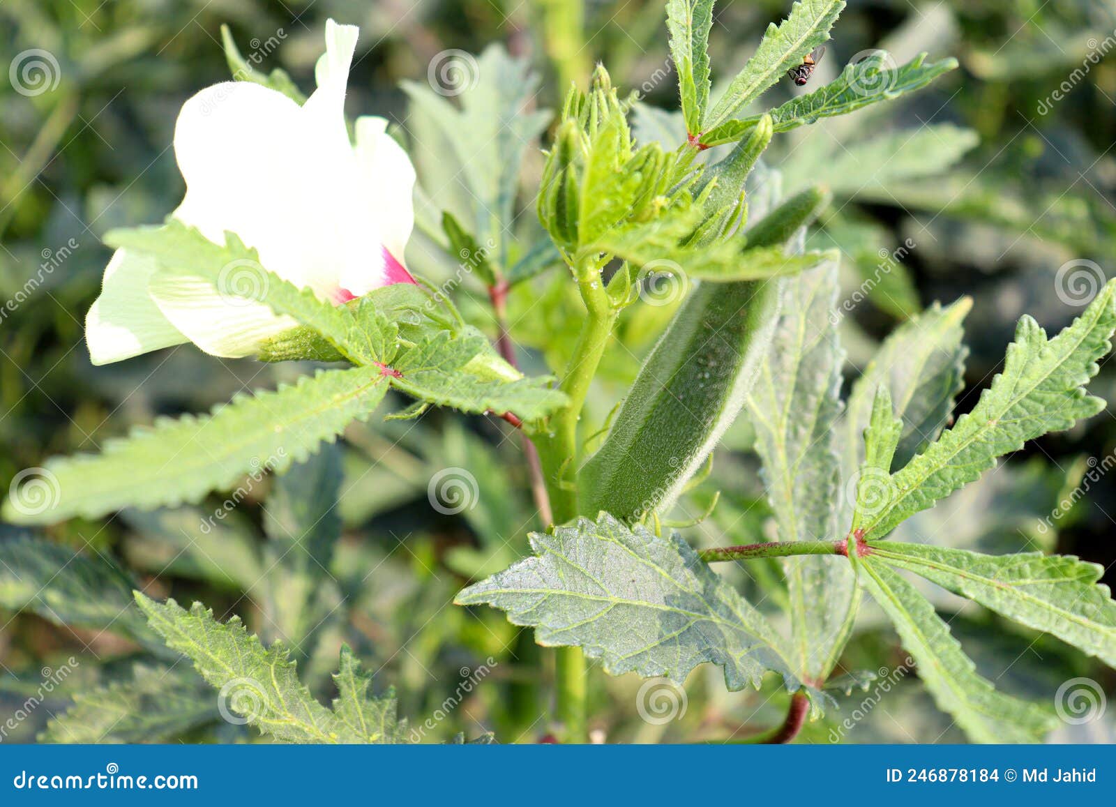 Lady Finger on Tree in Firm Stock Photo - Image of summer, asparagus ...