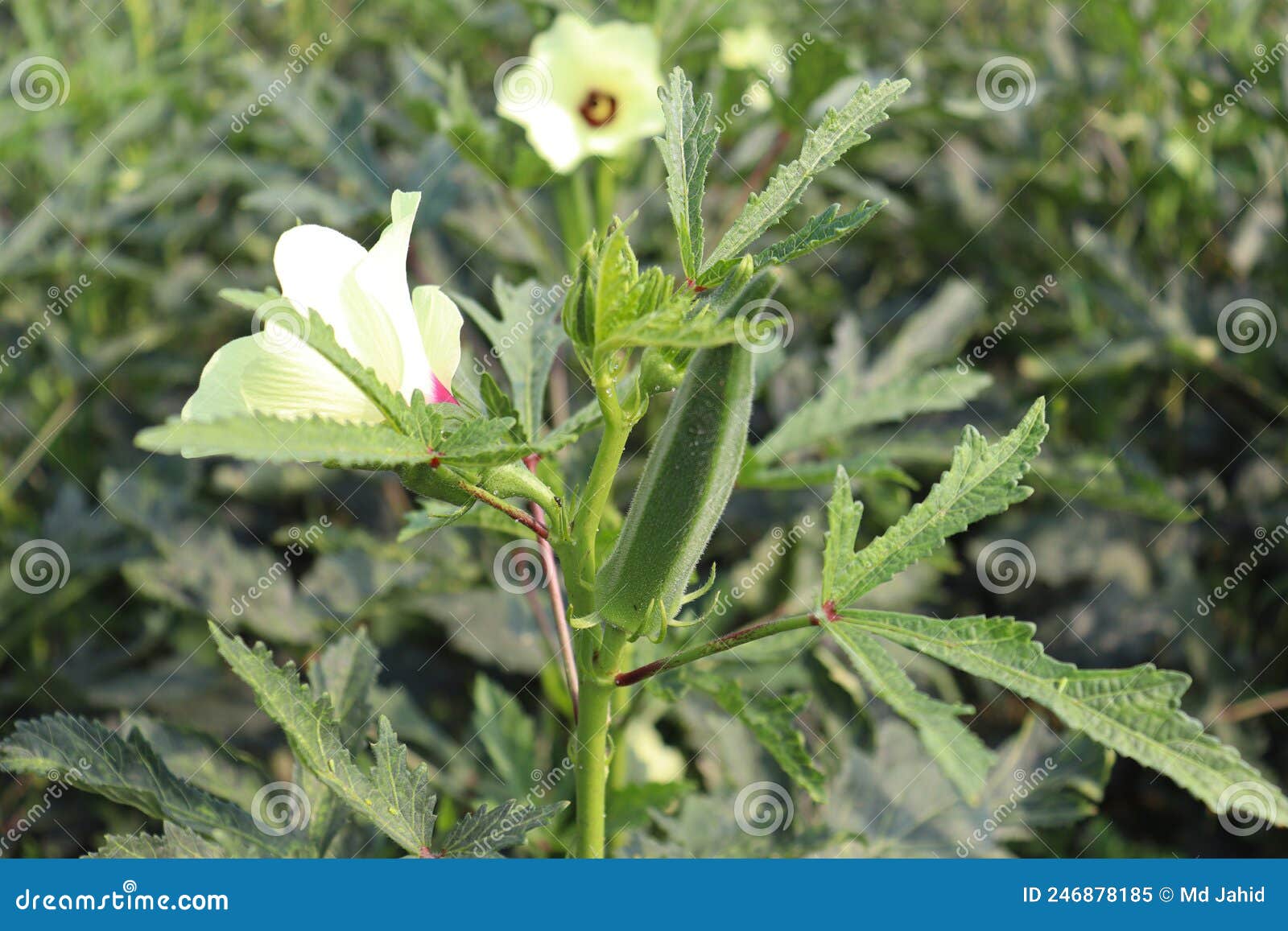 Lady Finger on Tree in Firm Stock Image - Image of kidney, fresh: 246878185