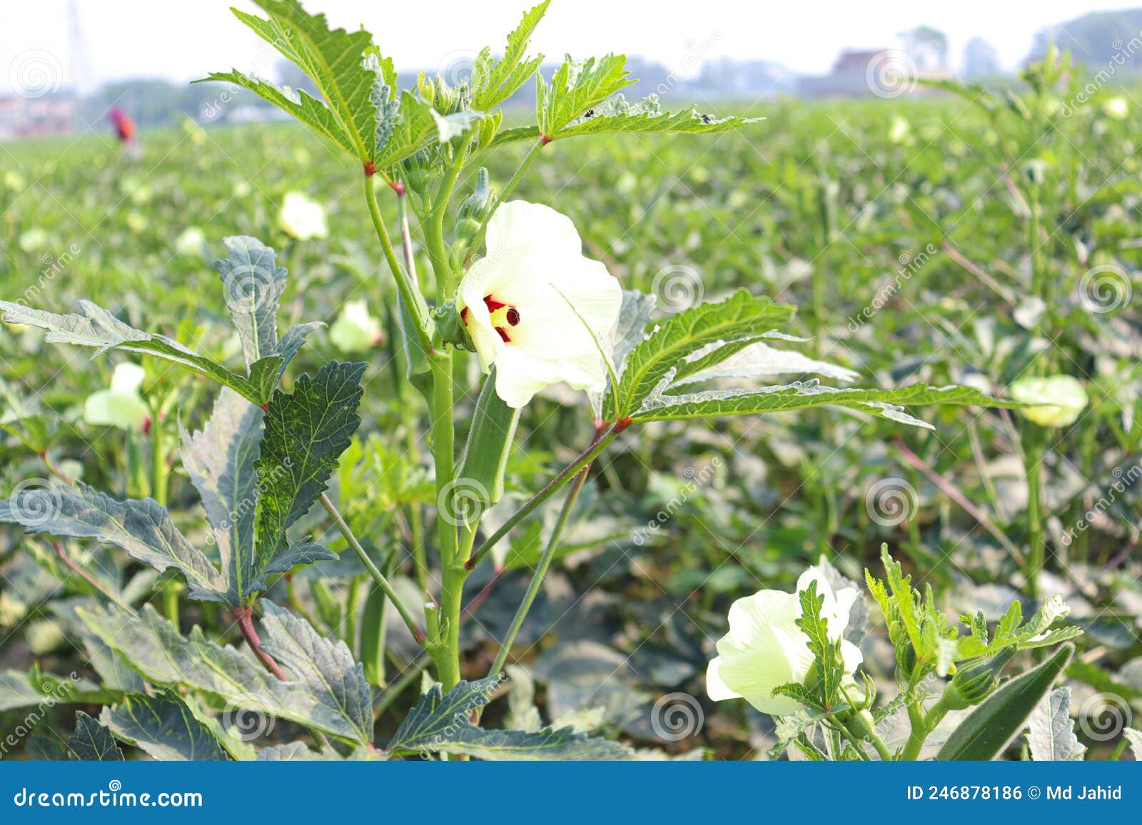 Lady Finger on Tree in Firm Stock Photo - Image of leaves, beautiful ...