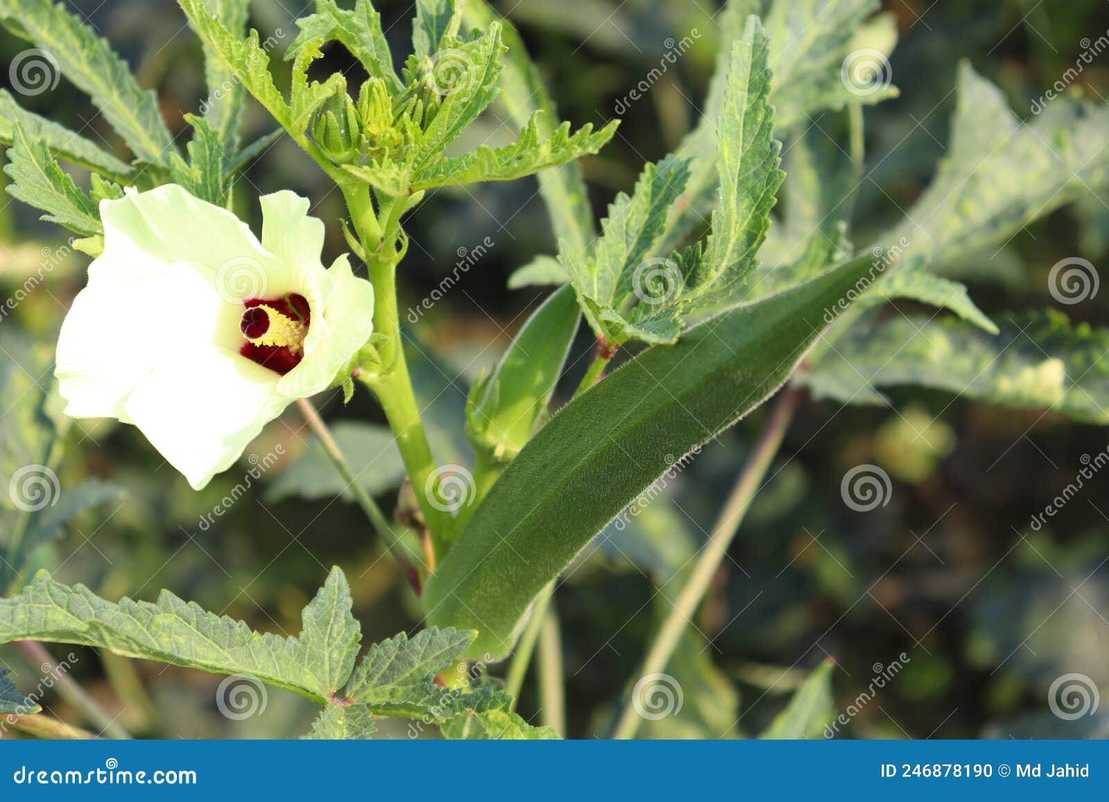 Lady Finger on Tree in Firm Stock Photo - Image of plant, nature: 246878190