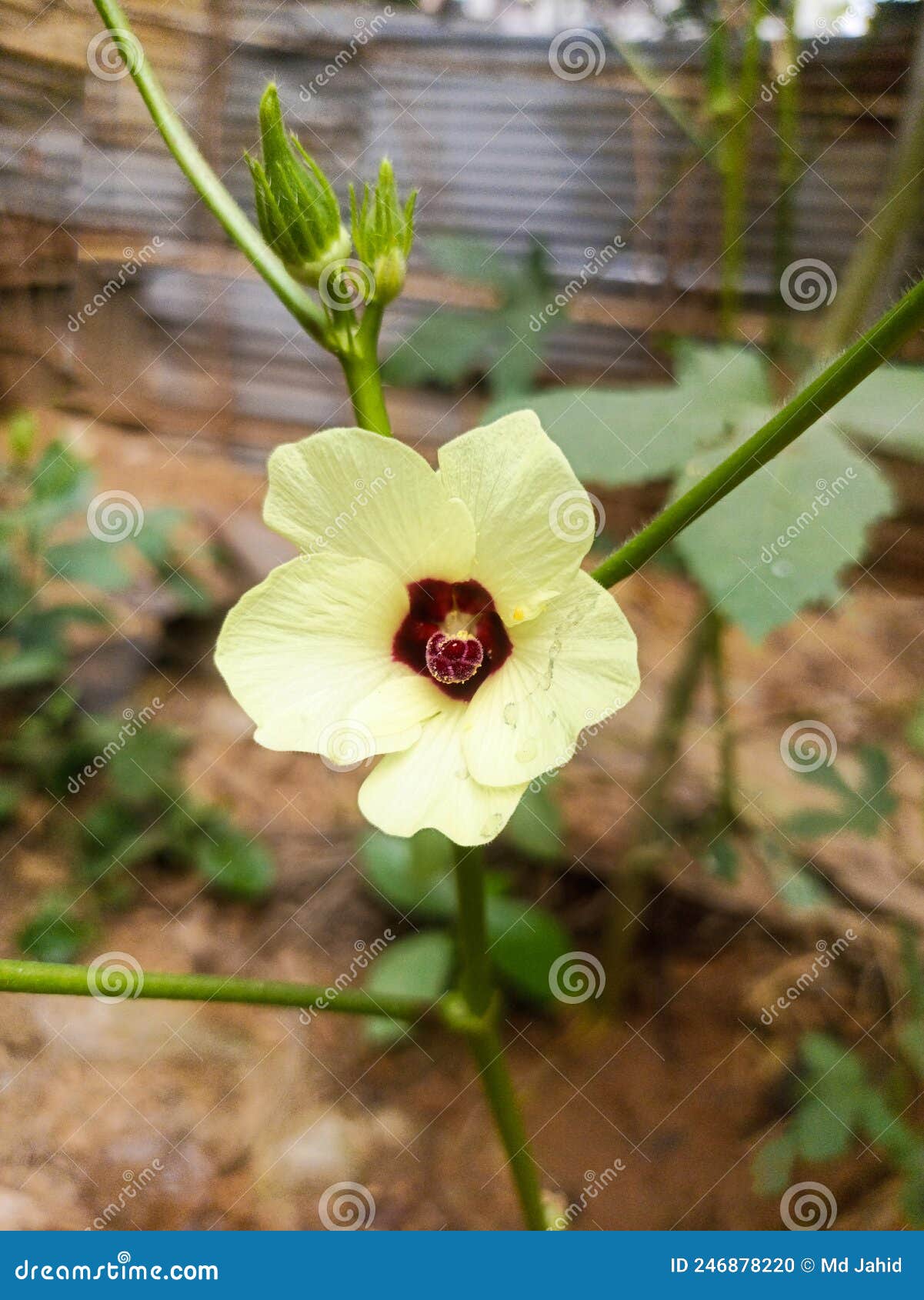 Lady Finger on Tree in Firm Stock Photo - Image of season, spring ...