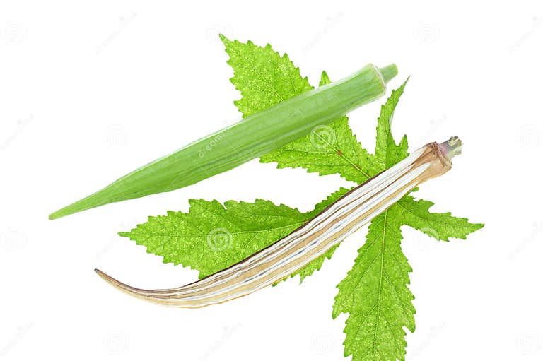 Lady Finger, Vegetable stock image. Image of agriculture - 17120961