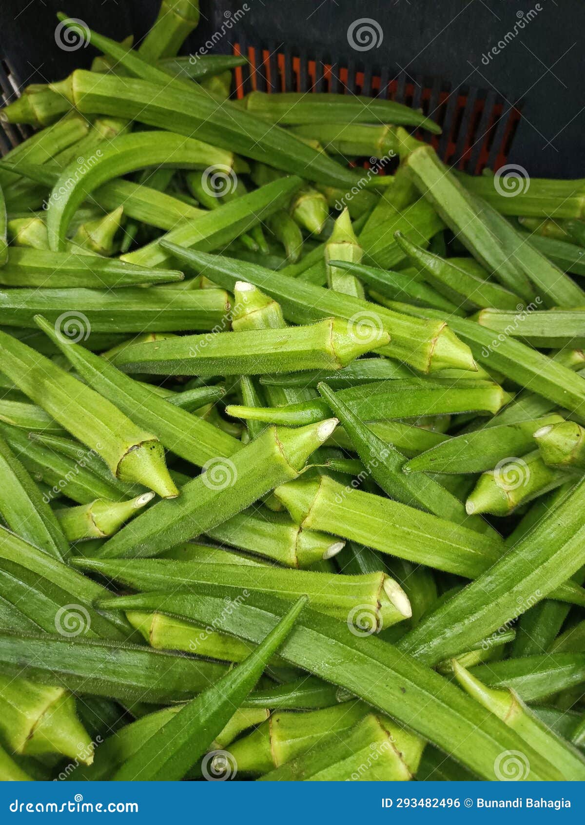 Lady finger stock photo. Image of salad, vegetable, leaf - 293482496