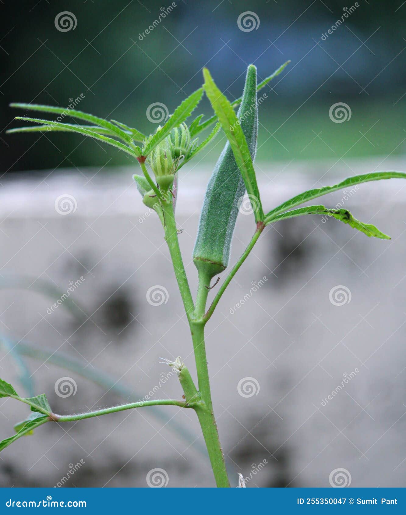 Lady finger vegetable stock image. Image of finger, nature - 255350047