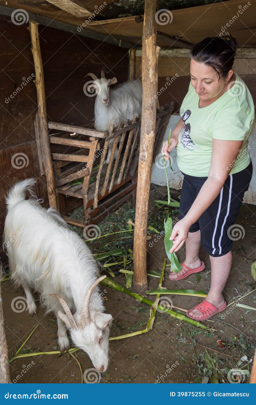 Lady and goats stock image. Image of milk, domestic, goat - 39875255