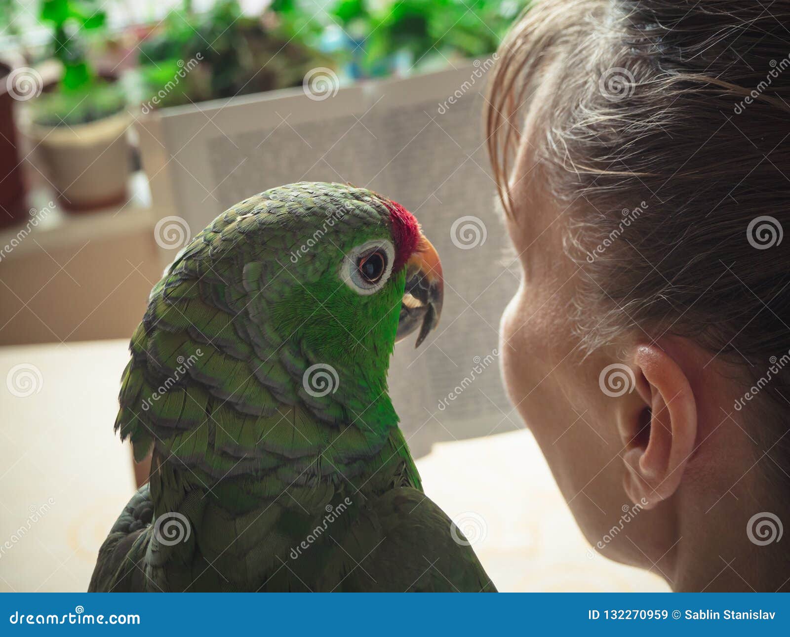 Parrot Reading Stock Images - Download 10 Royalty Free Photos