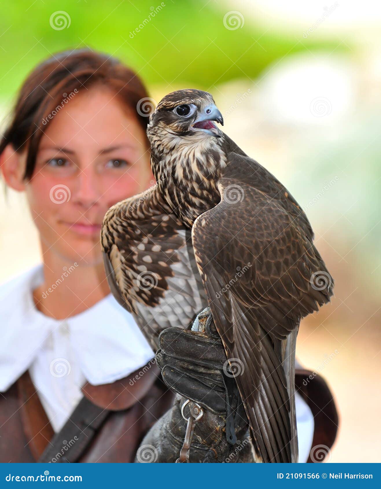 Lady and the hawk editorial photo. Image of locarno, lady - 21091566