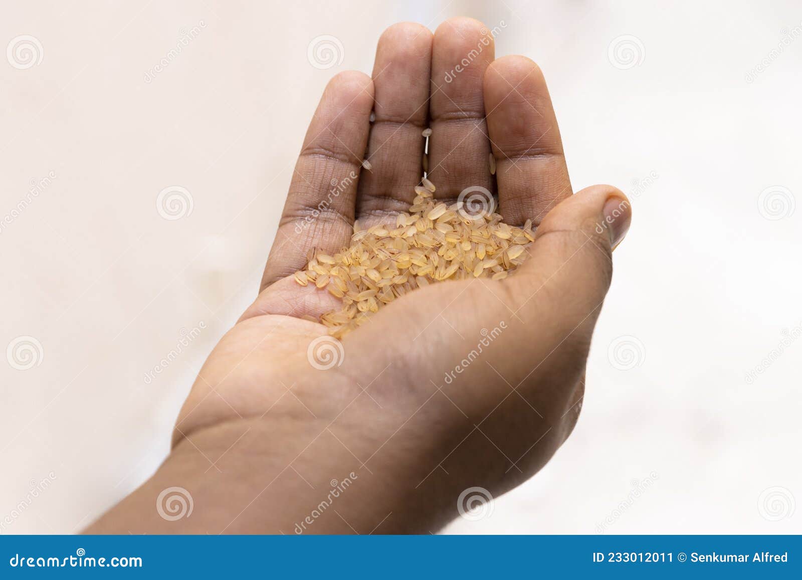 Lady Holding Kerala Matta Rice in Hand. Selective Focus Stock Image ...