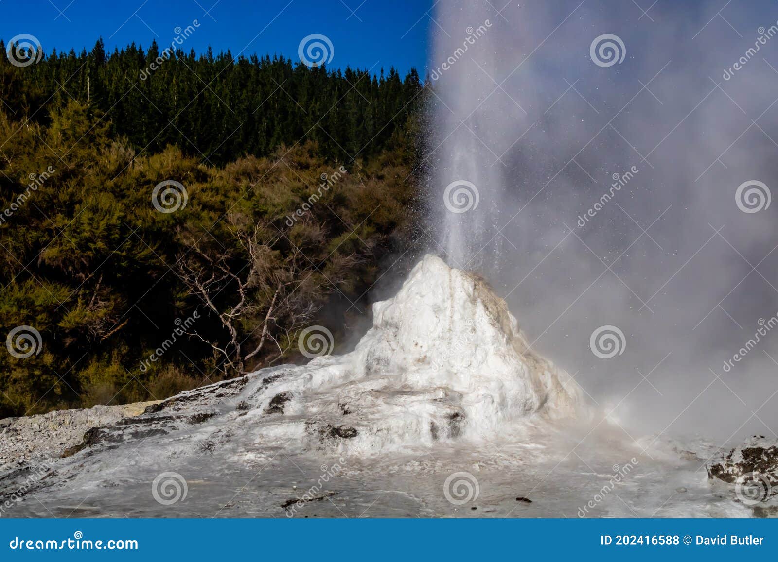 Lady Knox Geyser Getting Ready To Explode and Then Exploding Rotarua ...