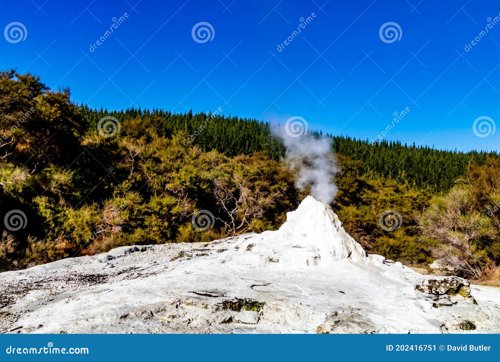 Lady Knox Geyser Getting Ready To Explode and Then Exploding Rotarua ...
