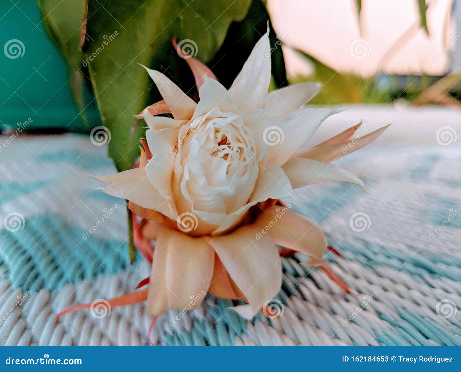 Lady of the night stock image. Image of bloom, flowers - 162184653