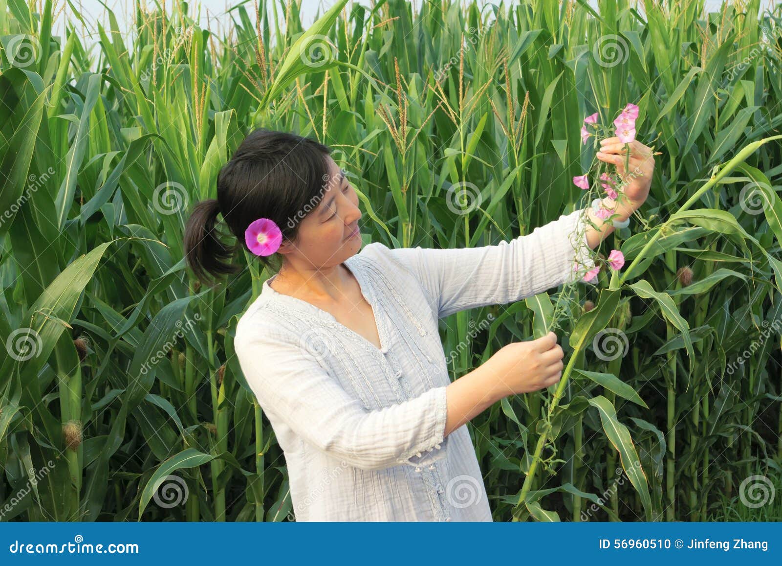 Lady pick morning glory stock photo. Image of cornfield - 56960510