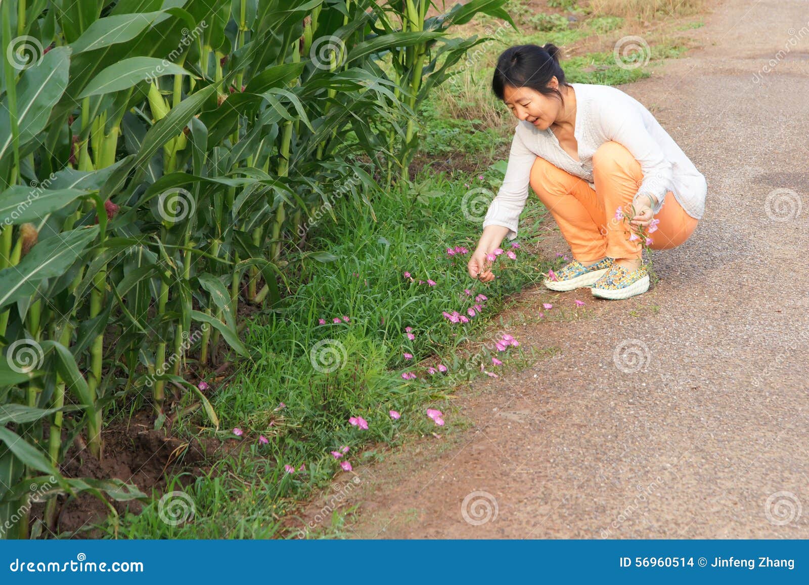 Lady pick morning glory stock photo. Image of morning - 56960514