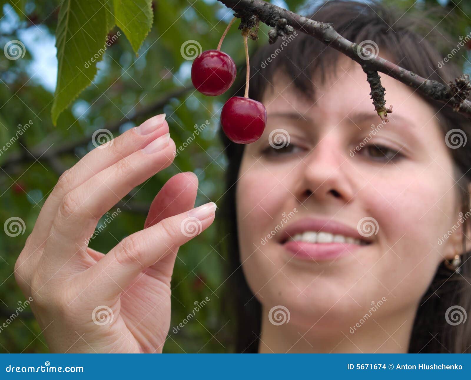 Lady picks cherry stock photo. Image of finger, adult - 5671674