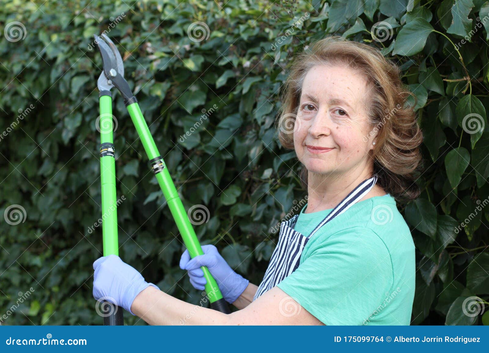 Lady Pruning a Bush Manually Stock Photo - Image of prune, elderly ...