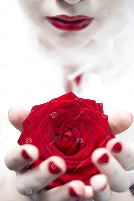 Lady with red rose stock photo. Image of face, lady, flower - 7797670