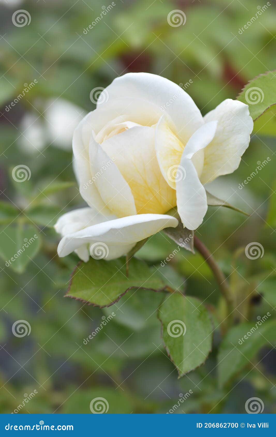 Lady Romantica rose stock photo. Image of botany, plant - 206862700