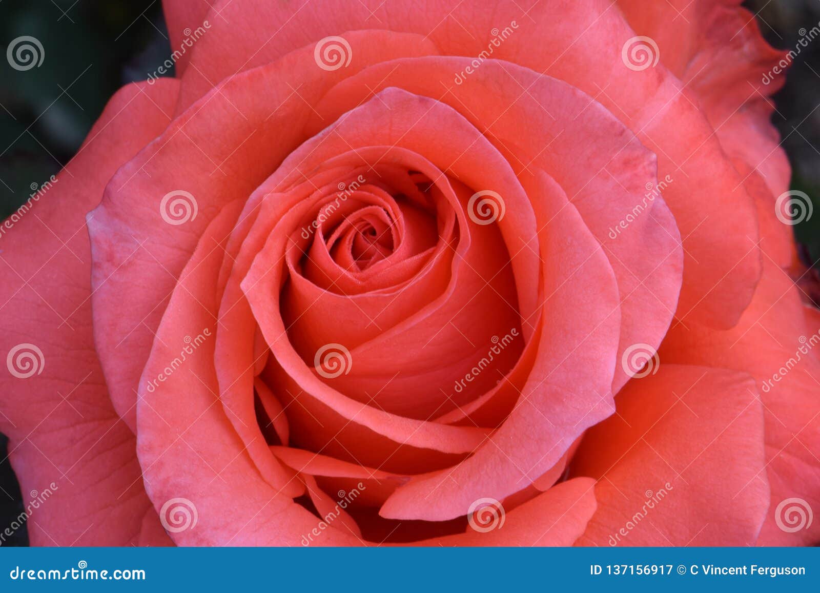 Lady Rose Flower Petals Glowing 01 Stock Image - Image of rosaceae ...