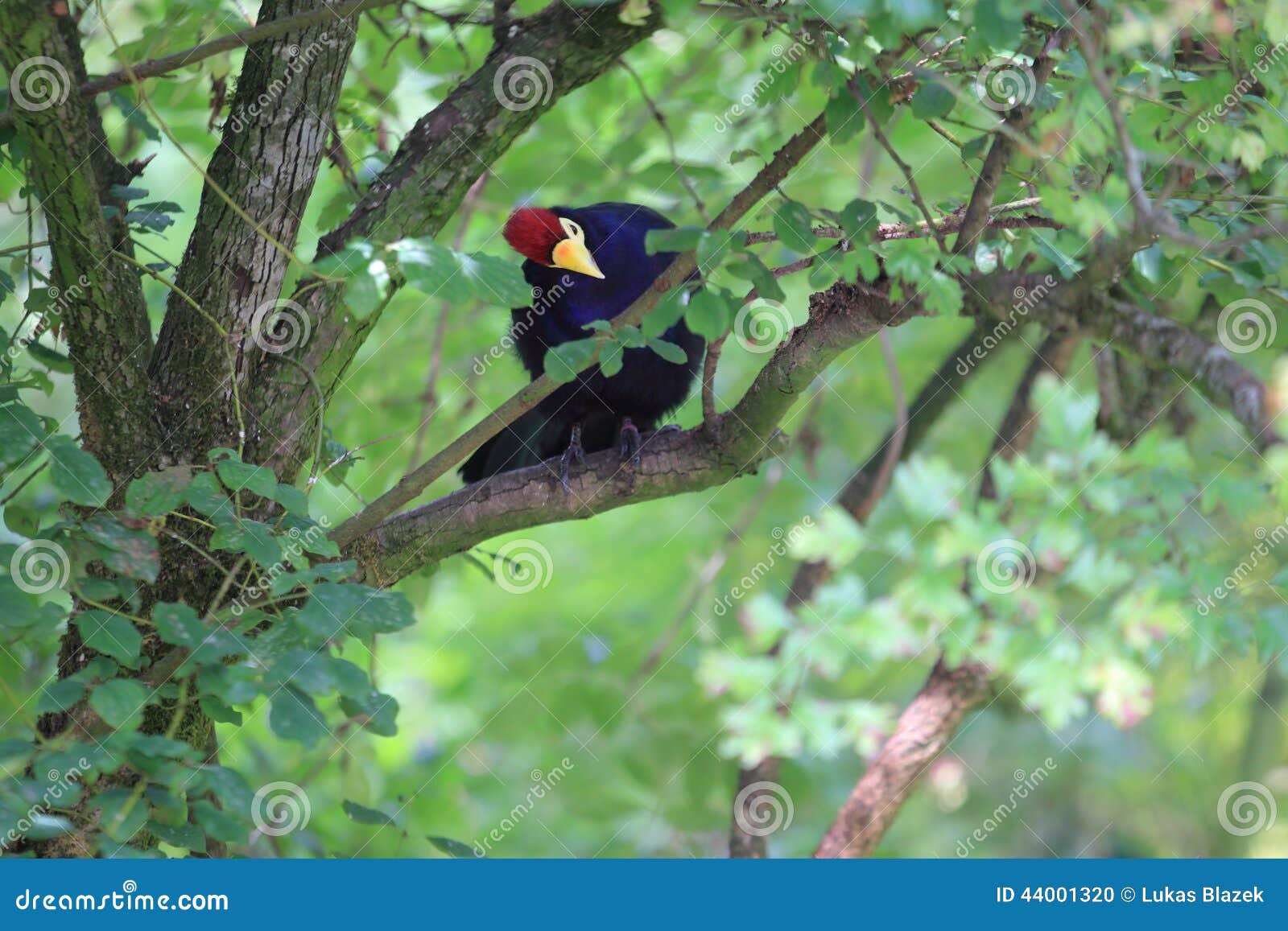 Lady Ross turaco stock photo. Image of adult, tree, musophaga - 44001320