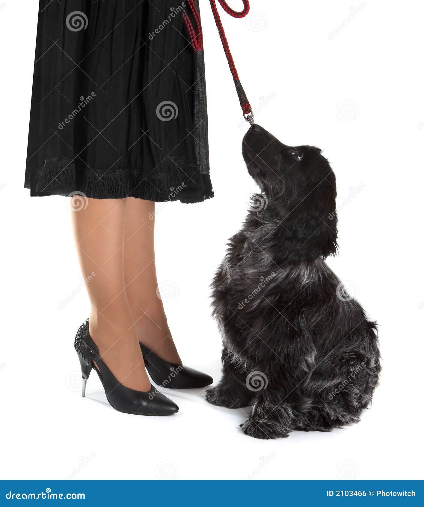 Lady s dog stock photo. Image of small, paws, sweet, spaniel - 2103466