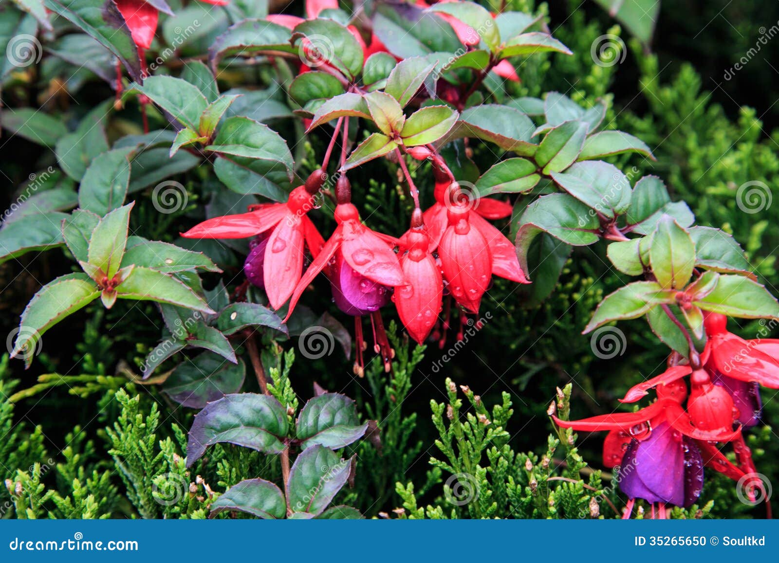 Lady s eardrop stock photo. Image of color, bunch, beautiful - 35265650