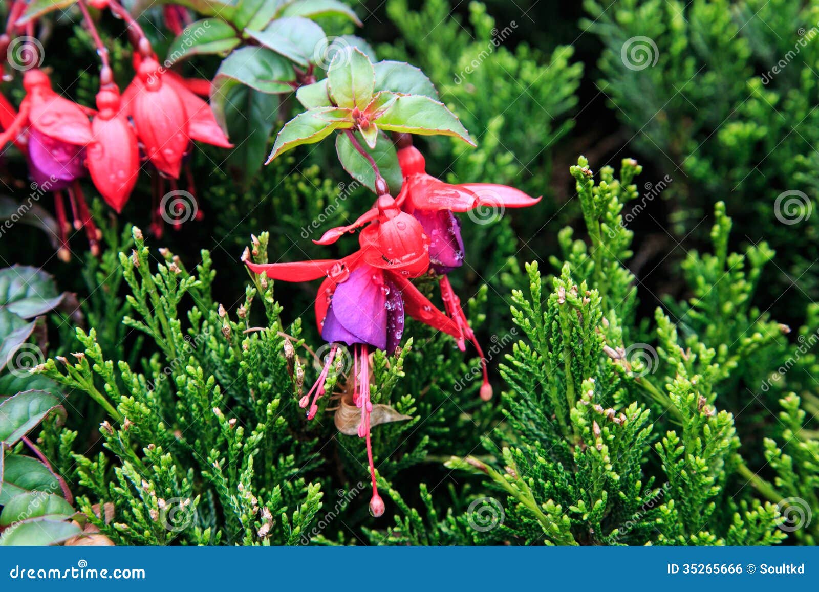 Lady s eardrop stock photo. Image of green, macro, lady - 35265666