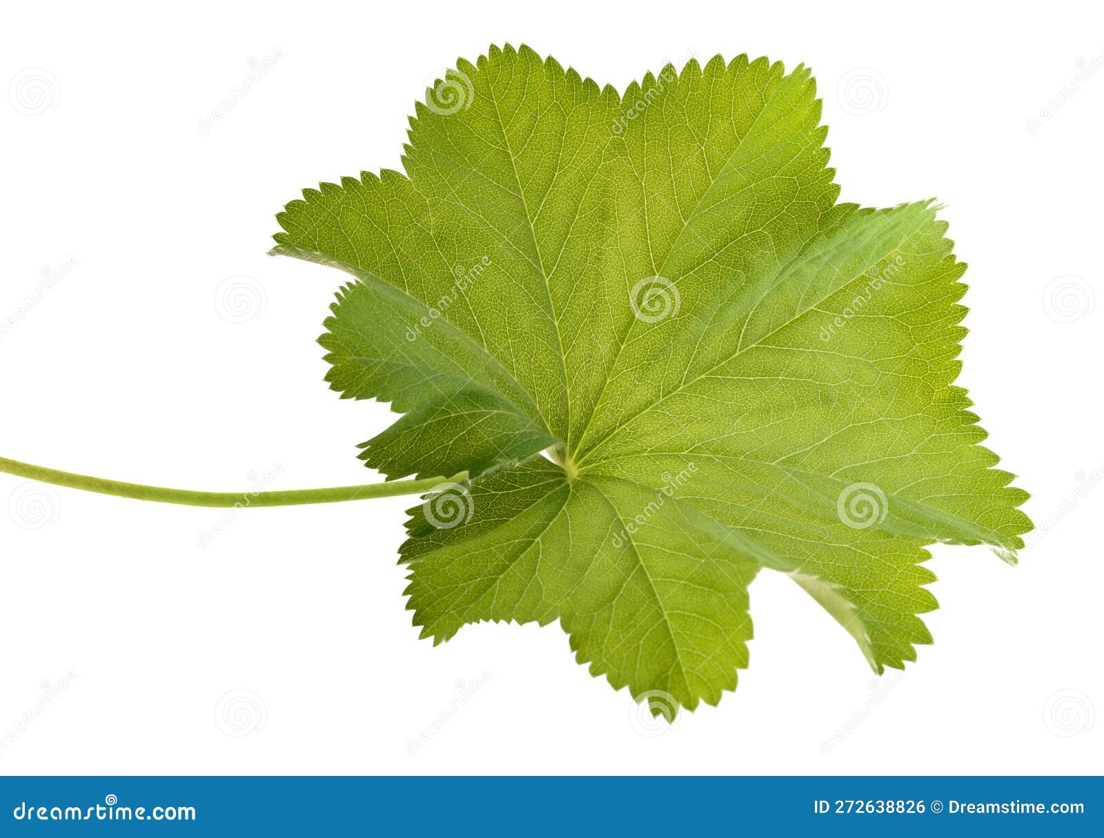 Lady s Mantle leaf stock photo. Image of garden, plant - 272638826