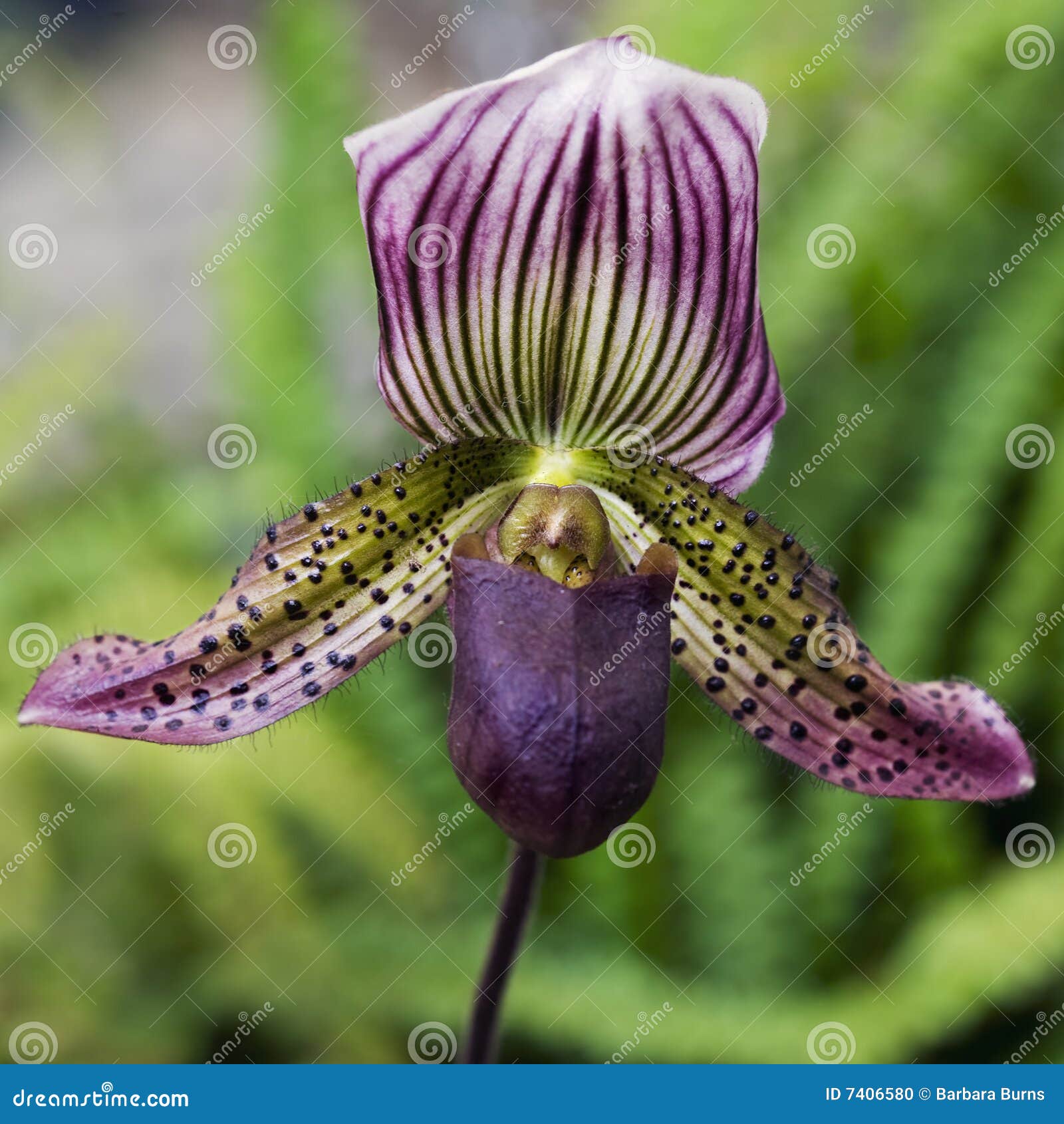 Lady s Slipper Orchid stock photo. Image of orchid, magenta - 7406580