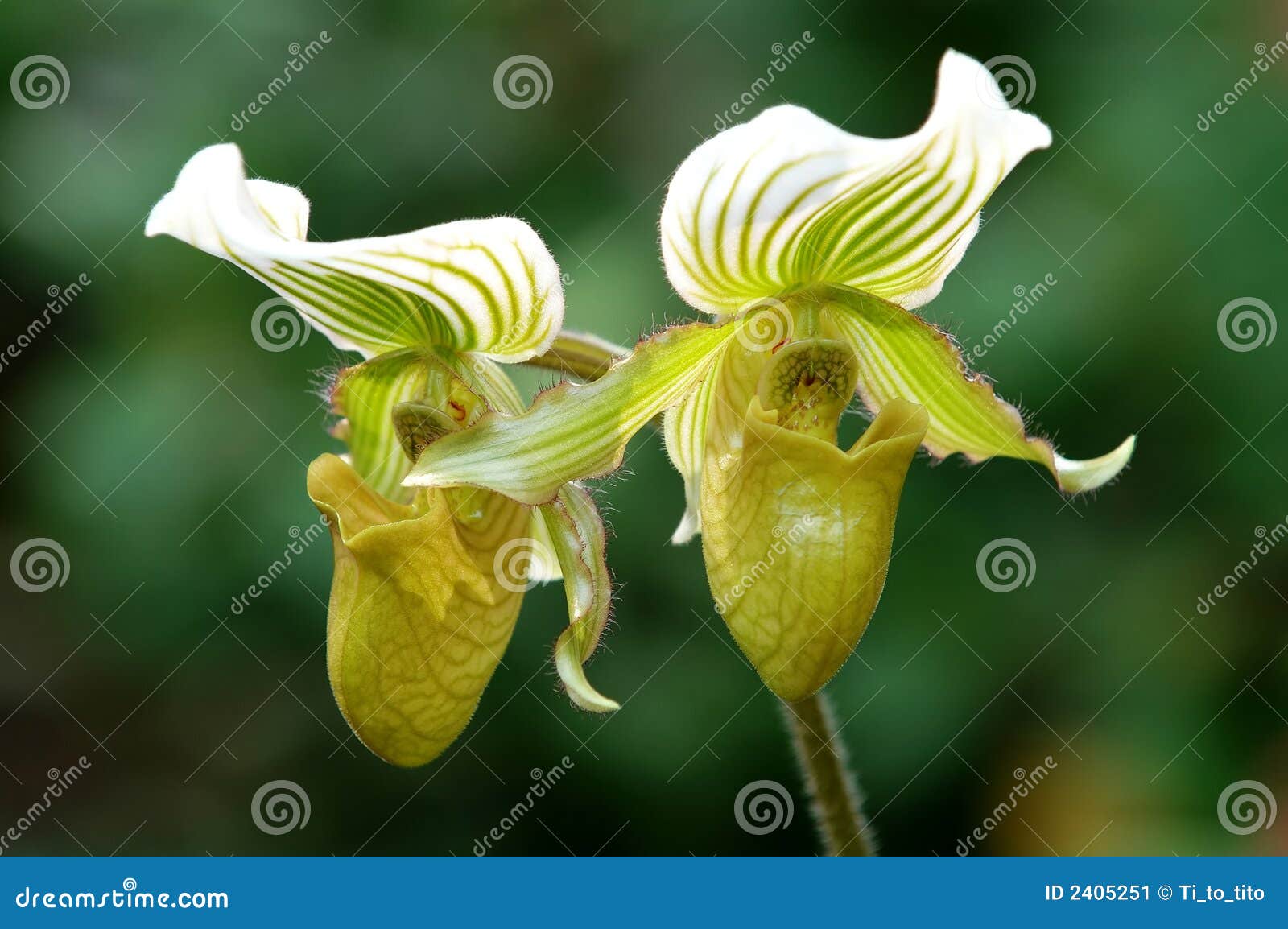 Lady slipper (orchid) stock image. Image of floret, flower - 2405251