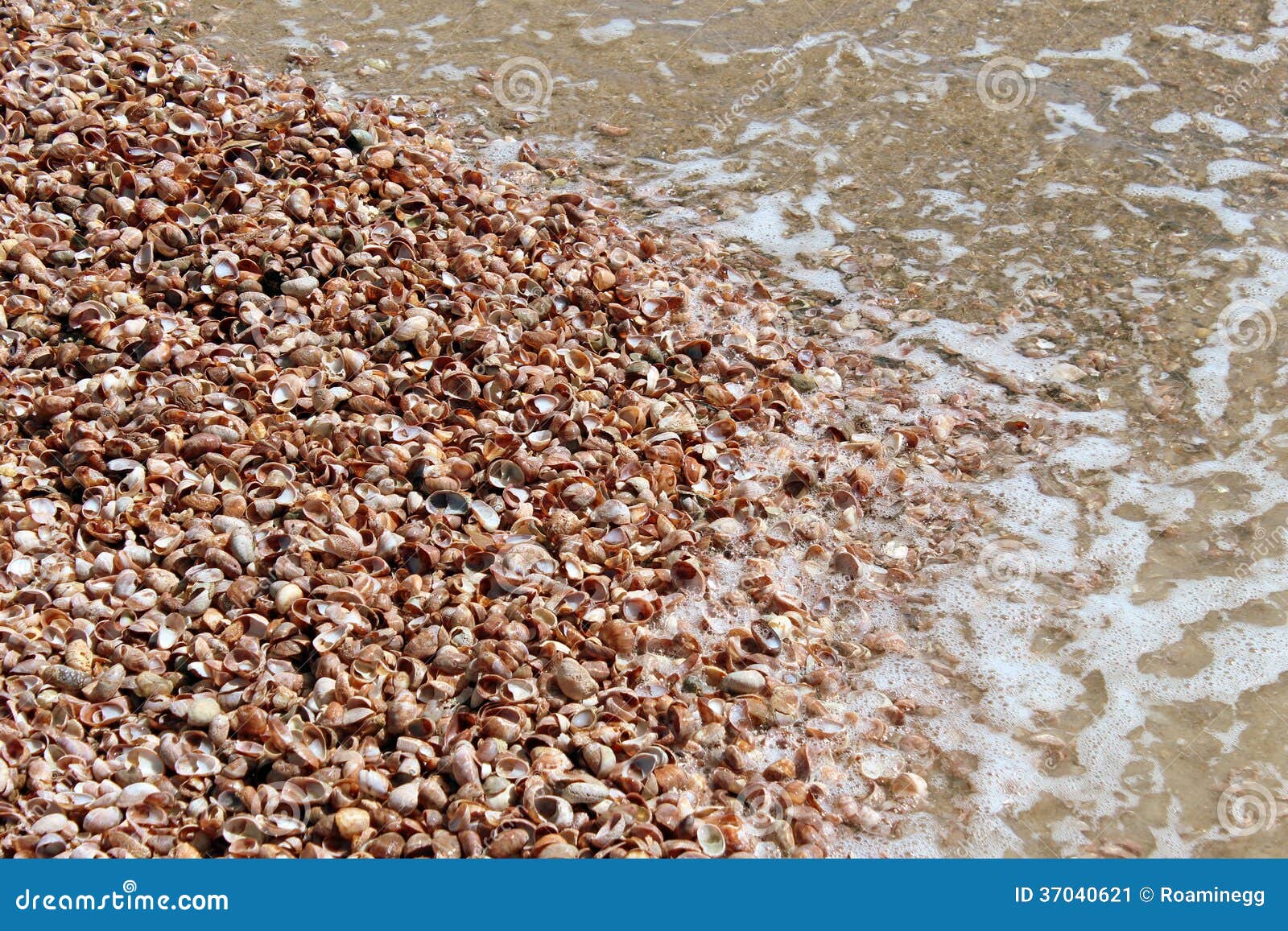 Lady slipper shells stock image. Image of blue, sand - 37040621