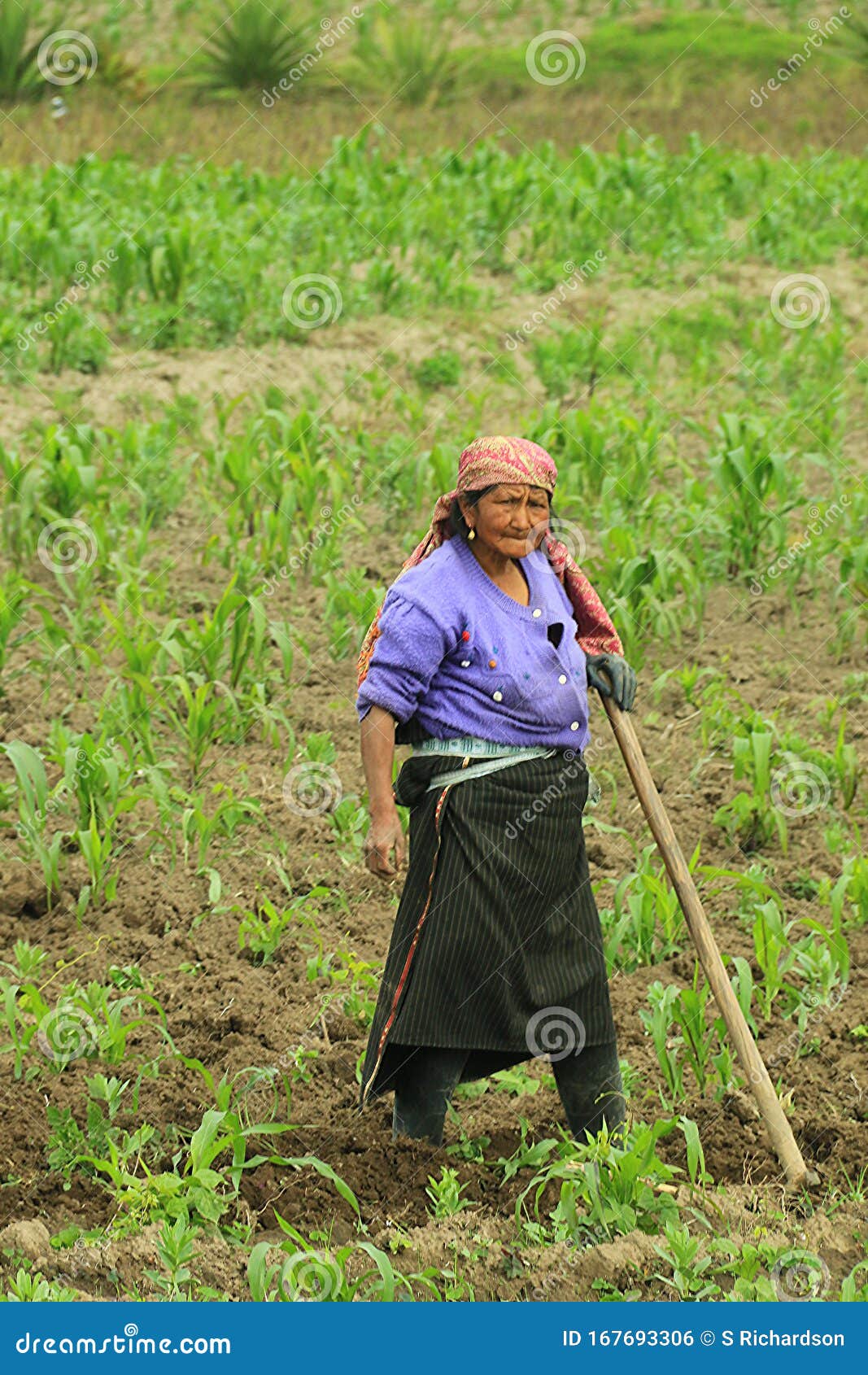Weeding the maize editorial photo. Image of lady, traditional - 167693306