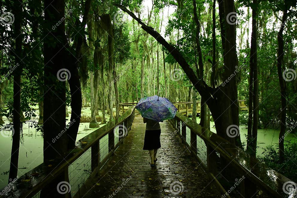 The lady in the swamp stock photo. Image of lady, woman - 14411658