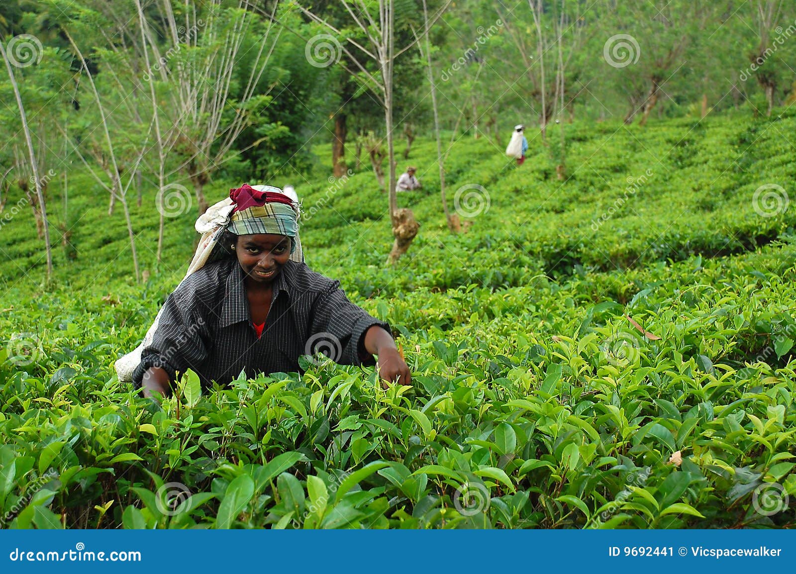Lady Tea Worker at the Tea Plantation Editorial Photo - Image of ...
