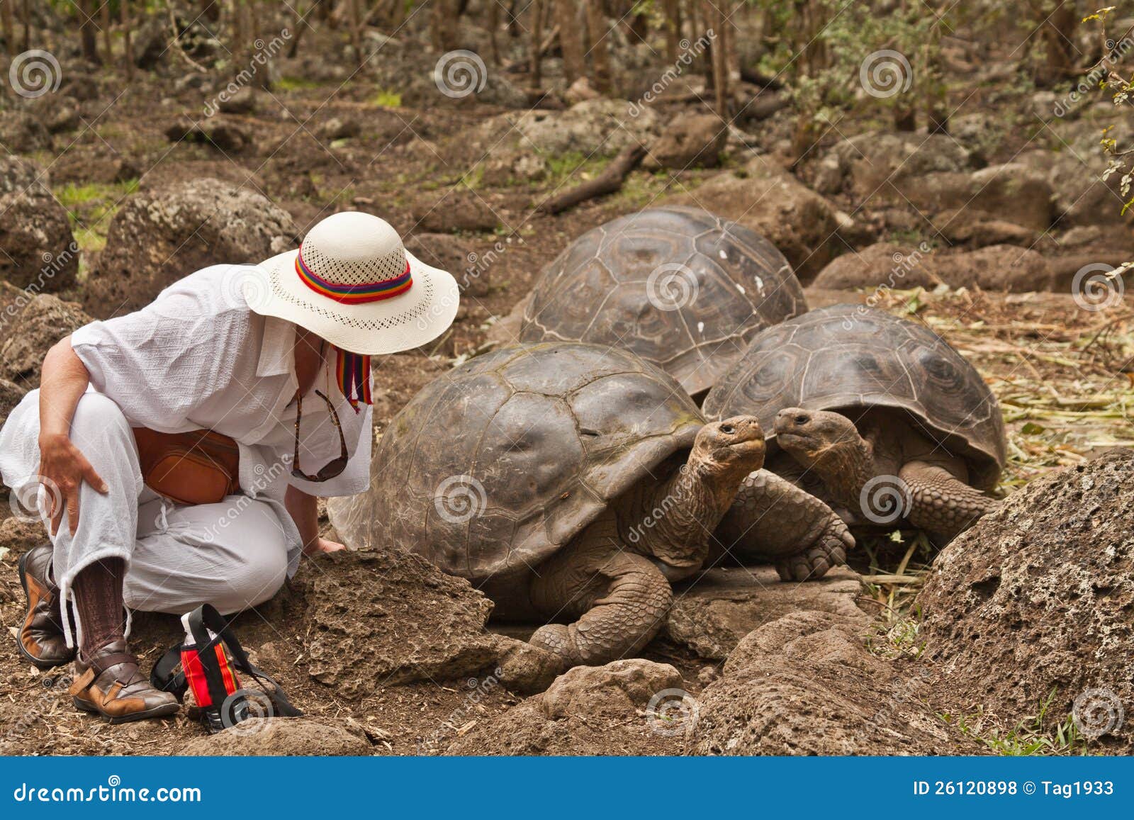 The Lady and the Tortoise stock photo. Image of natural - 26120898