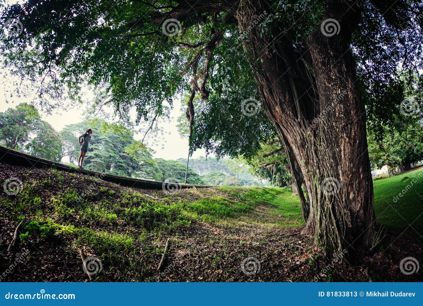 Lady under tree stock image. Image of tropical, horizon - 81833813