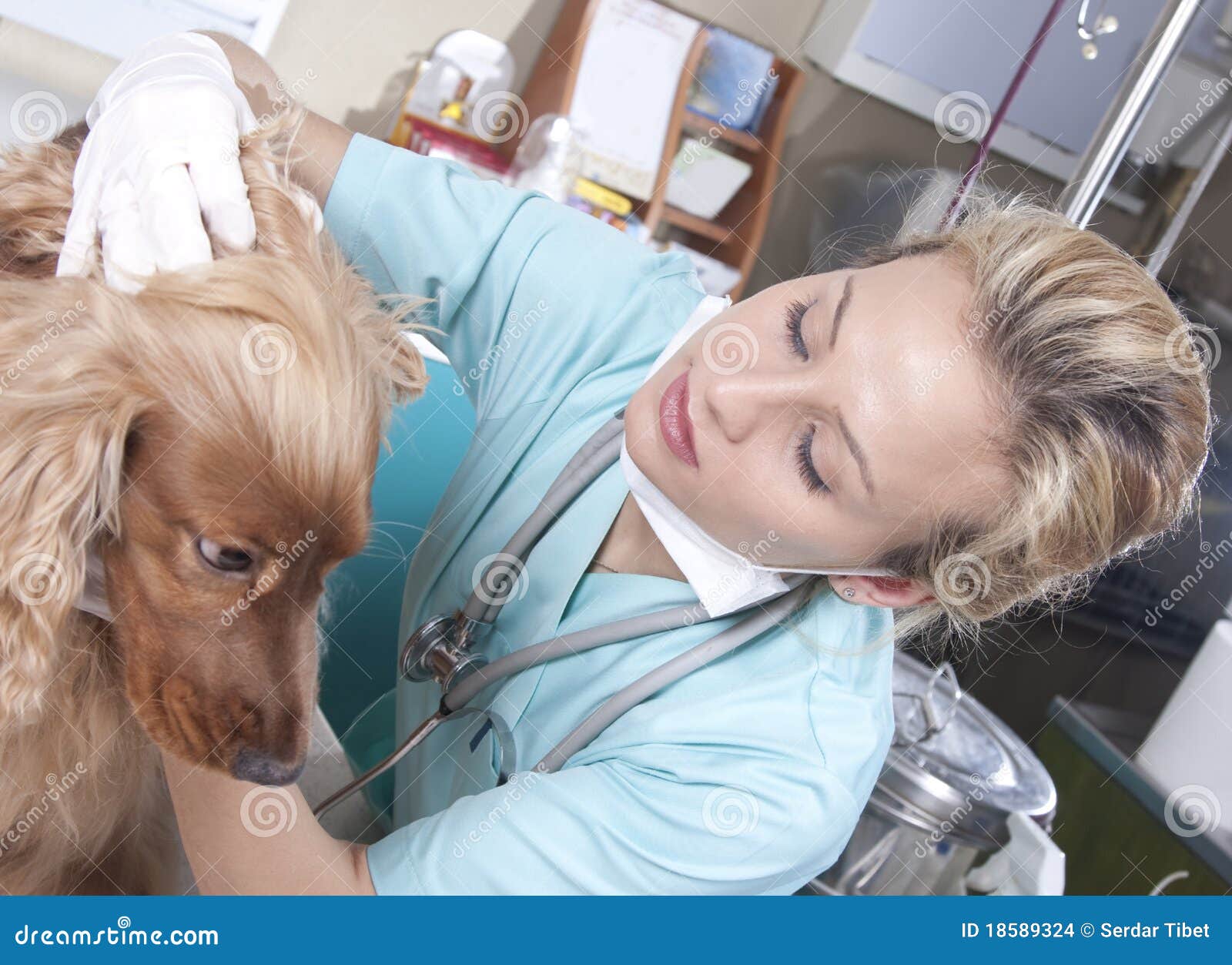 Lady vet stock photo. Image of check, face, glove, medical - 18589324