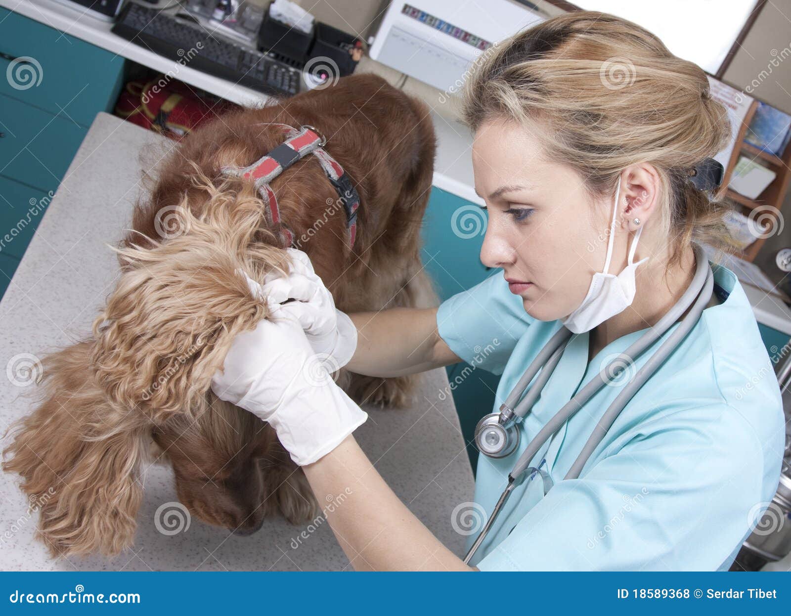 Lady veterinary stock photo. Image of breed, consultation - 18589368