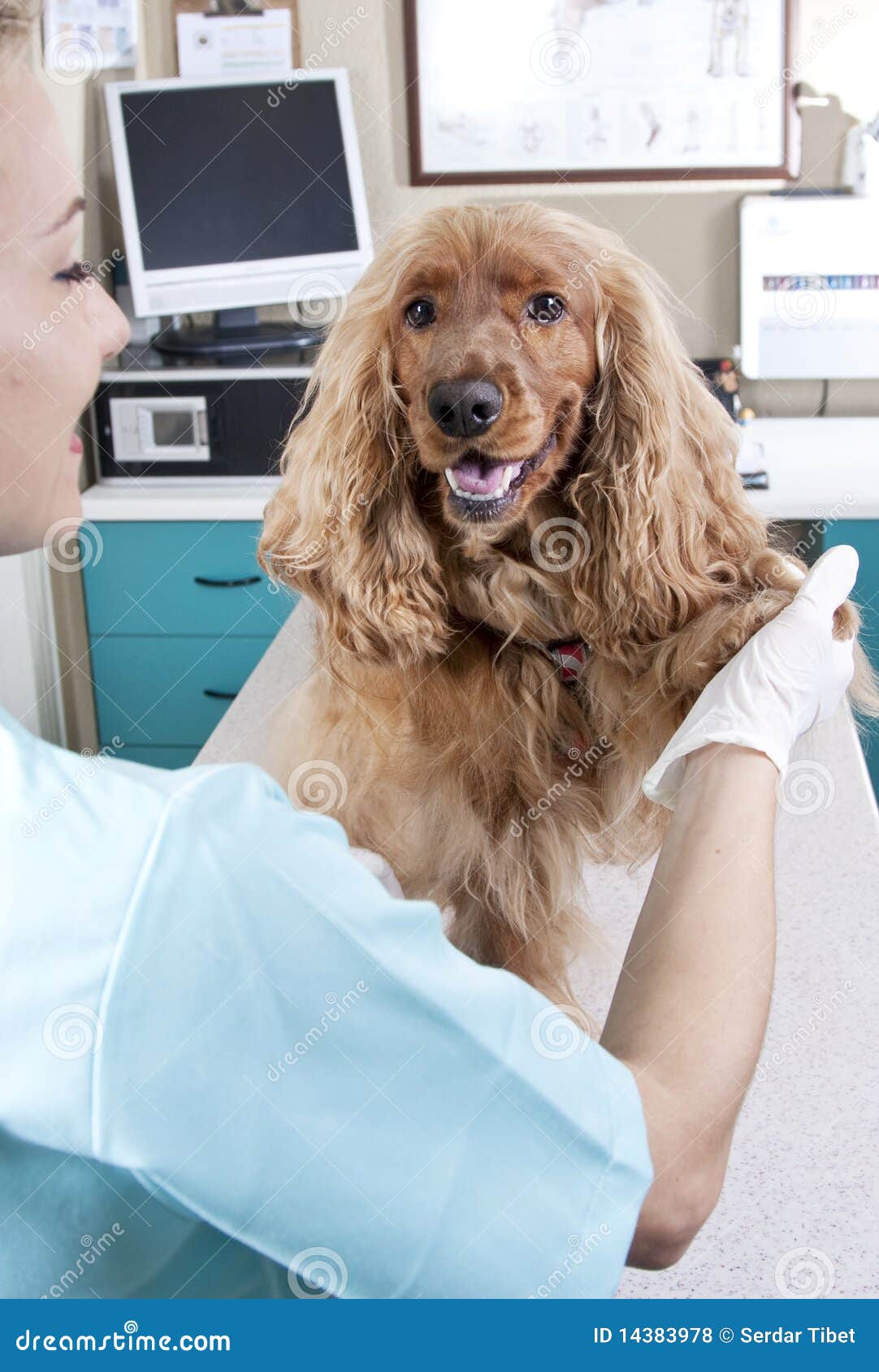 Lady veterinary and dog stock photo. Image of cure, suffering - 14383978