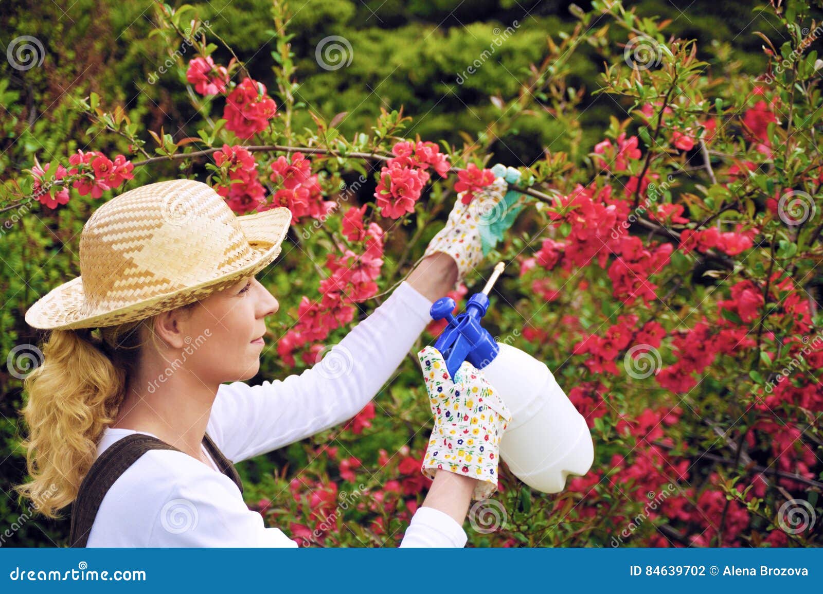 Young Woman Spraying Tree In Garden The Gardener Takes Care Of The