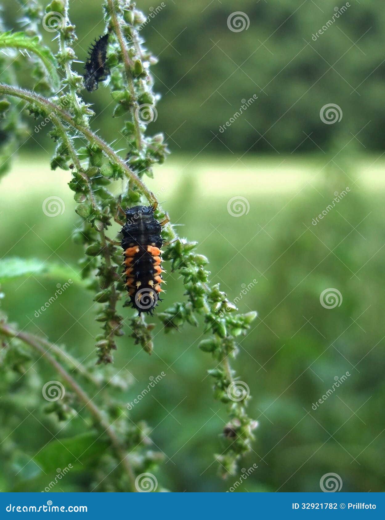 Ladybeetle grub on stalk stock photo. Image of zoology - 32921782