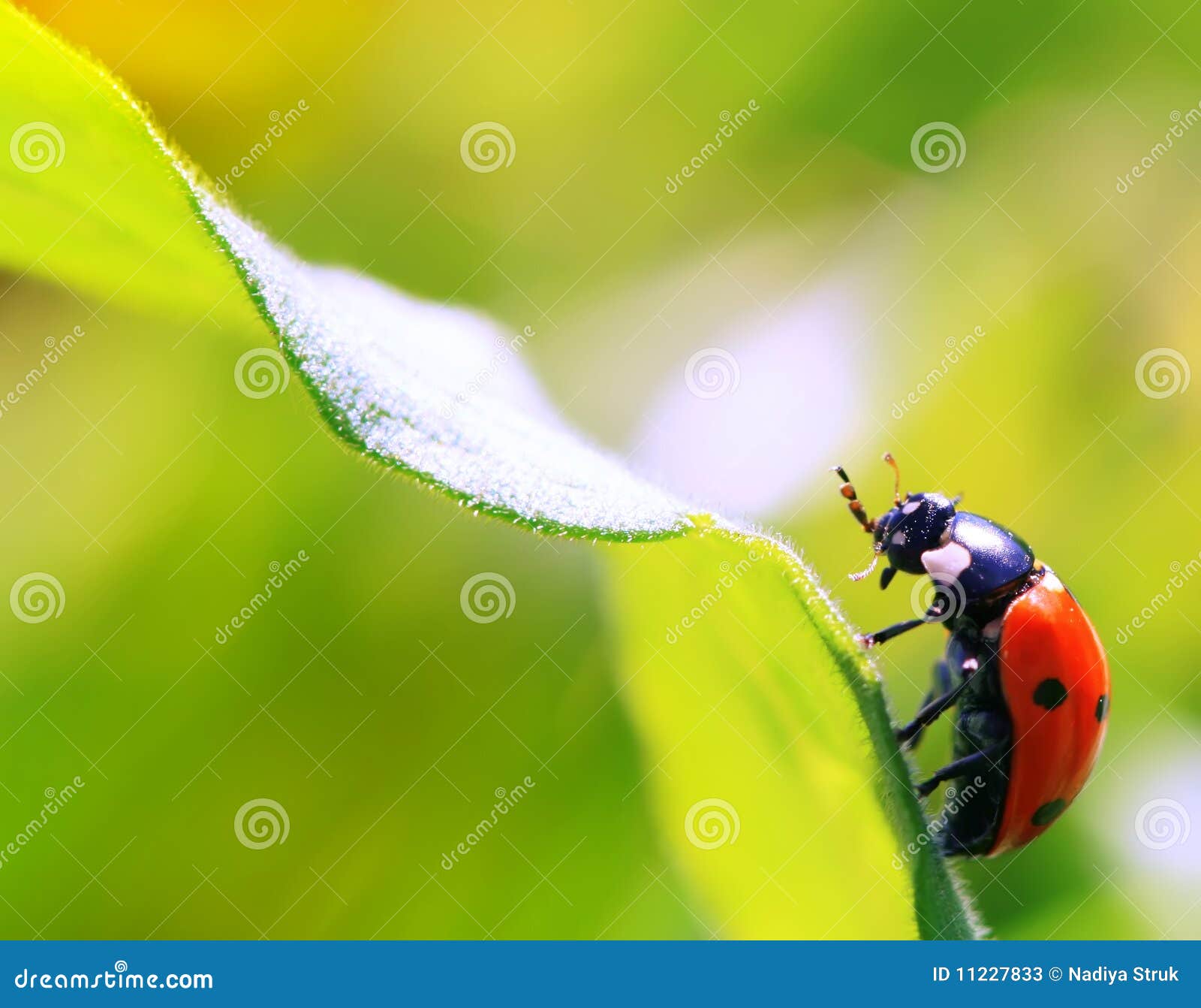 Red Ladybird On A Grass Stock Photography | CartoonDealer.com #2233508