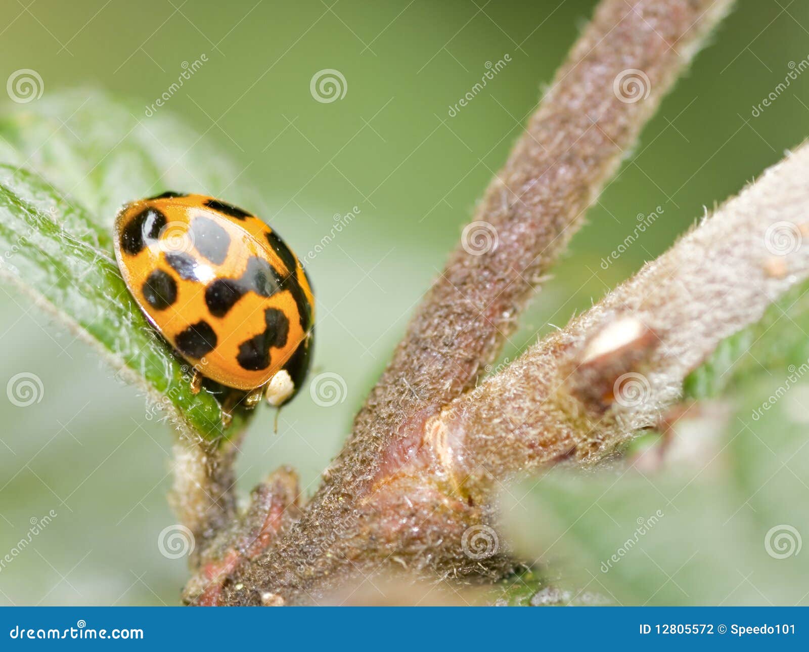 Ladybird stock photo. Image of color, background, habitat - 12805572
