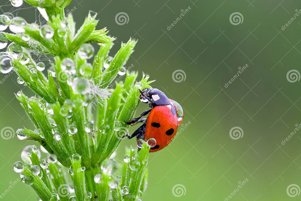 Ladybird stock photo. Image of drop, ladybug, clear, macro - 16868302