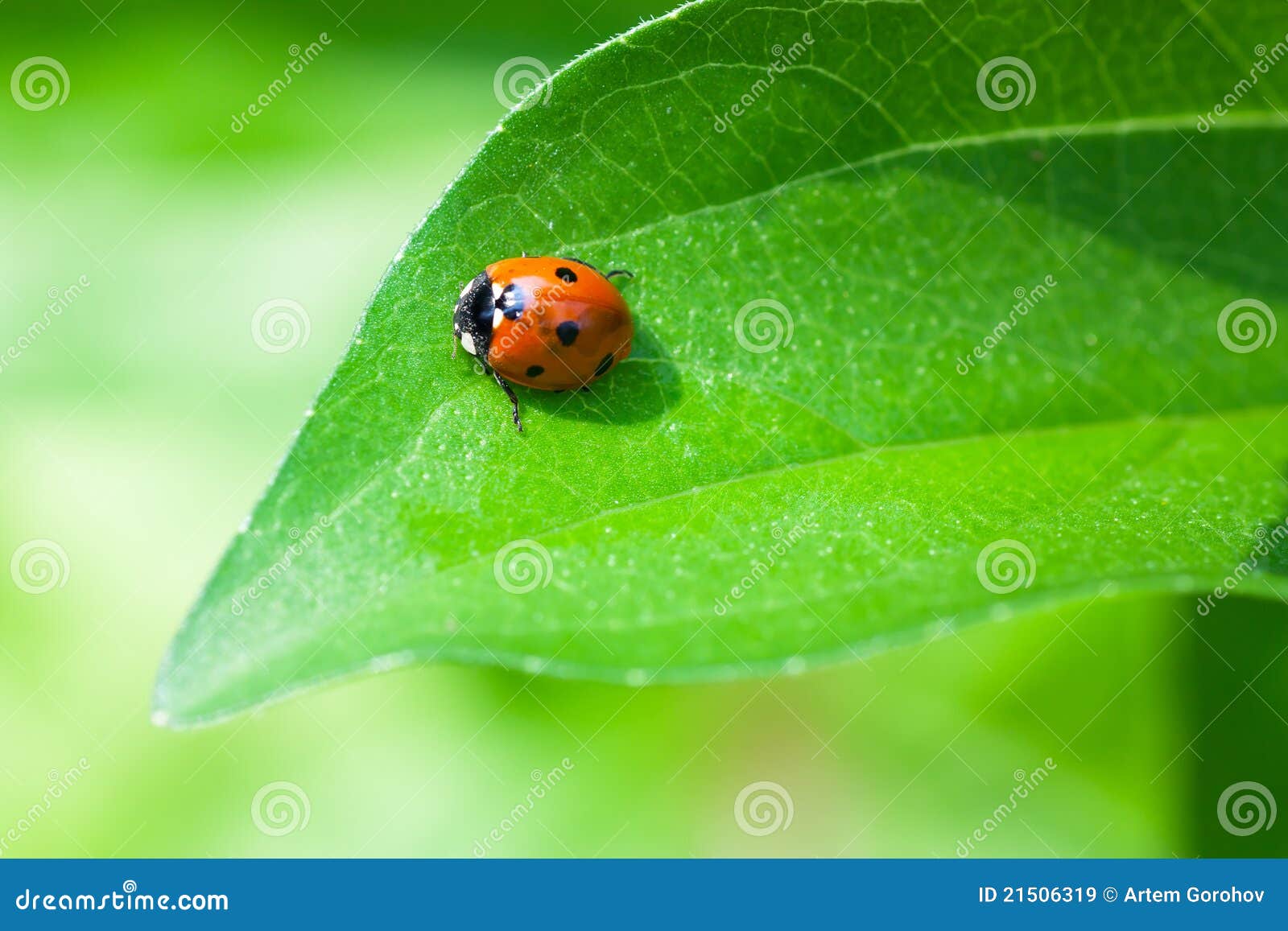 Ladybird stock image. Image of black, ladybug, animals - 21506319