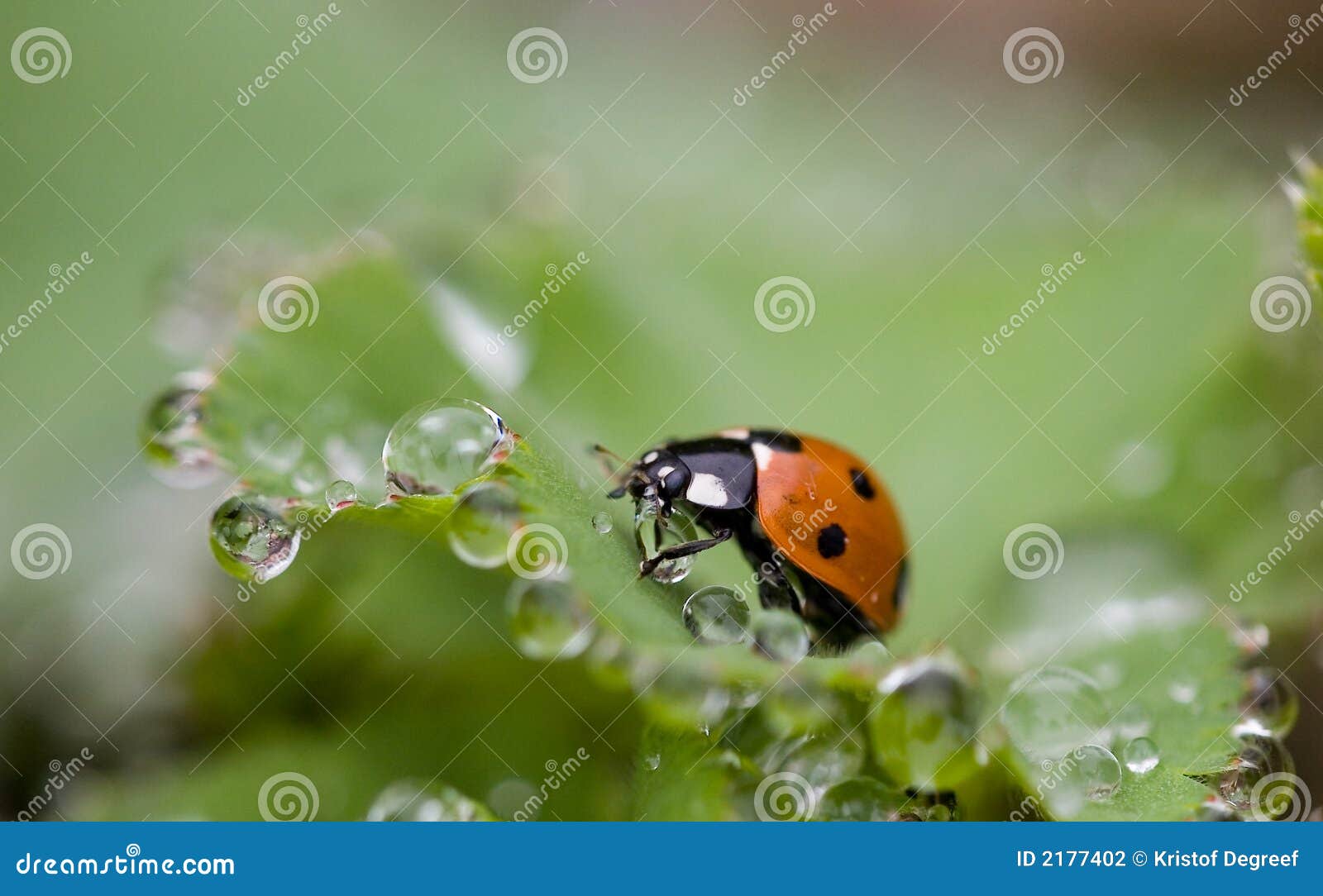 Ladybird stock photo. Image of water, ladybird, morning - 2177402