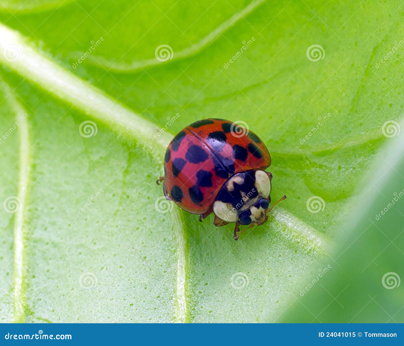 Ladybird stock image. Image of spotted, ladybird, insect - 24041015