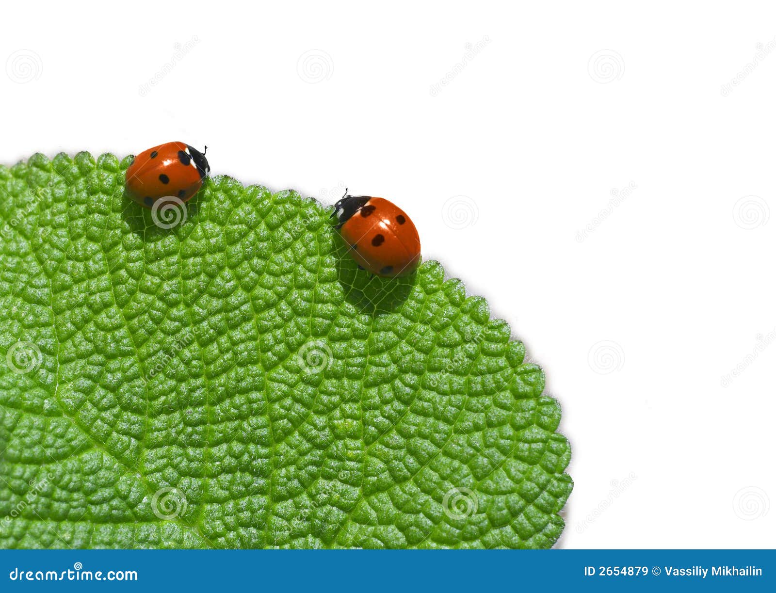 Ladybird stock image. Image of meek, creature, lady, macro - 2654879