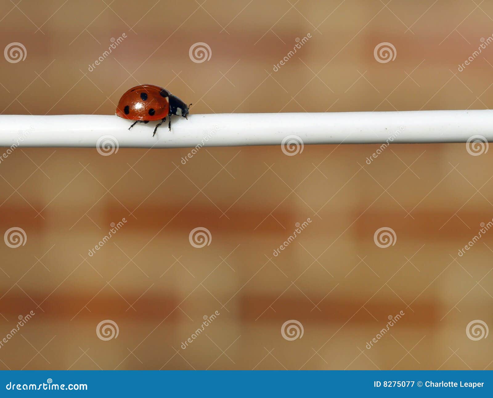 Ladybird stock image. Image of wire, ladybug, straight - 8275077